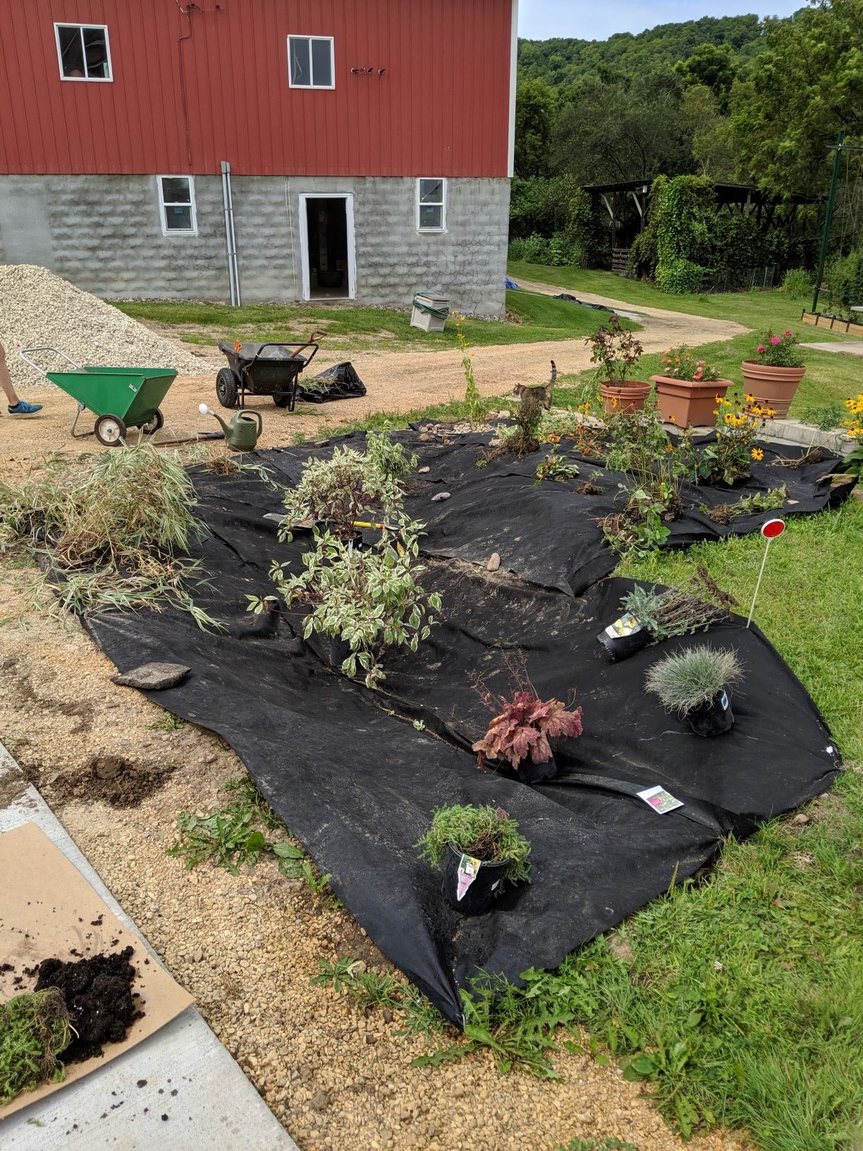 Building a Rain Garden – and it actually works – Syllepsis