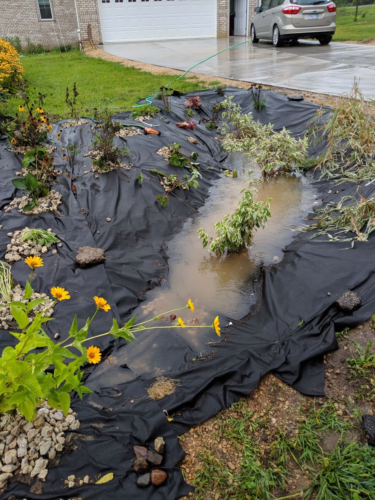 Building a Rain Garden – and it actually works – Syllepsis