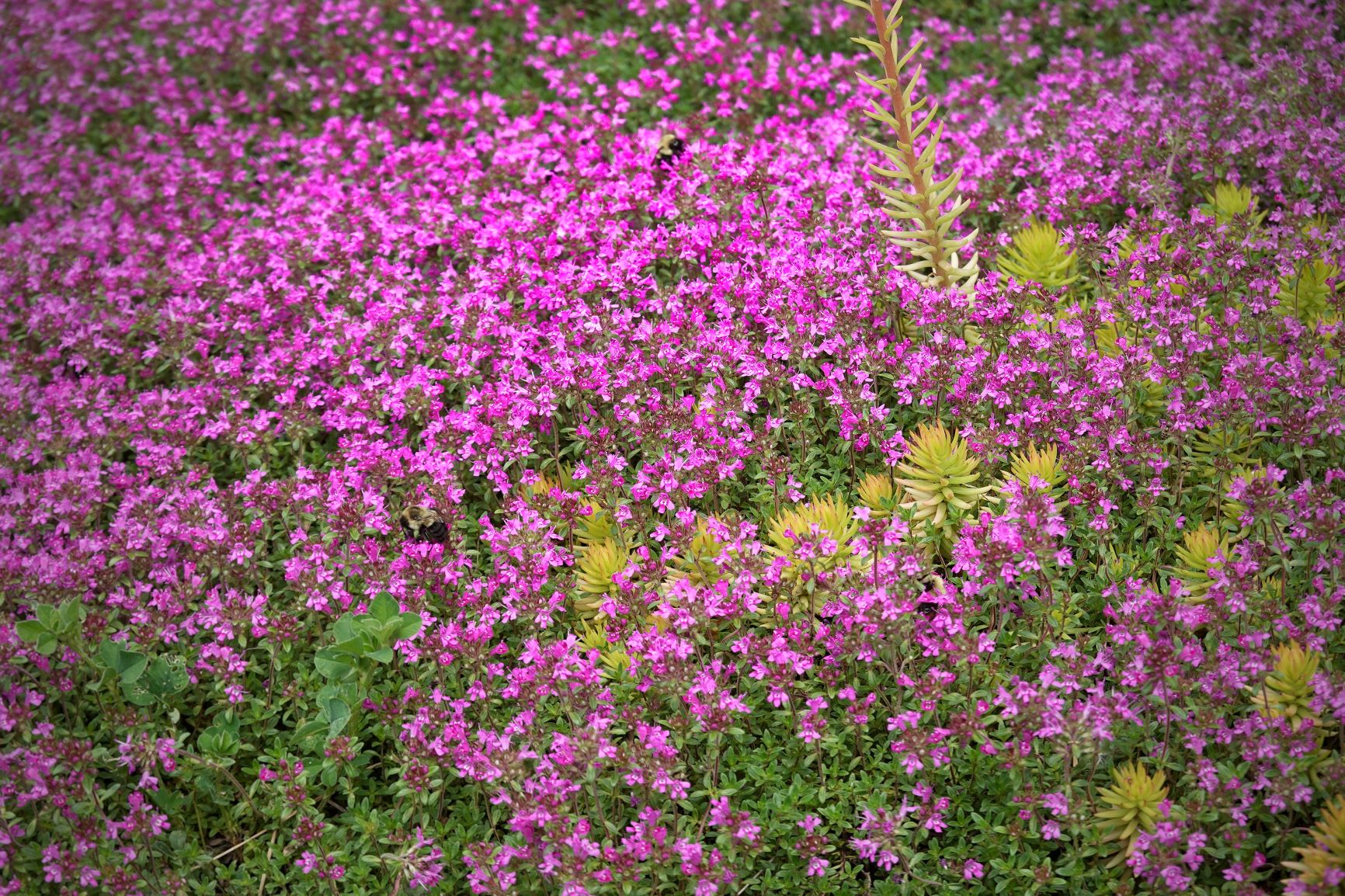 June 2020 – Syllepsis