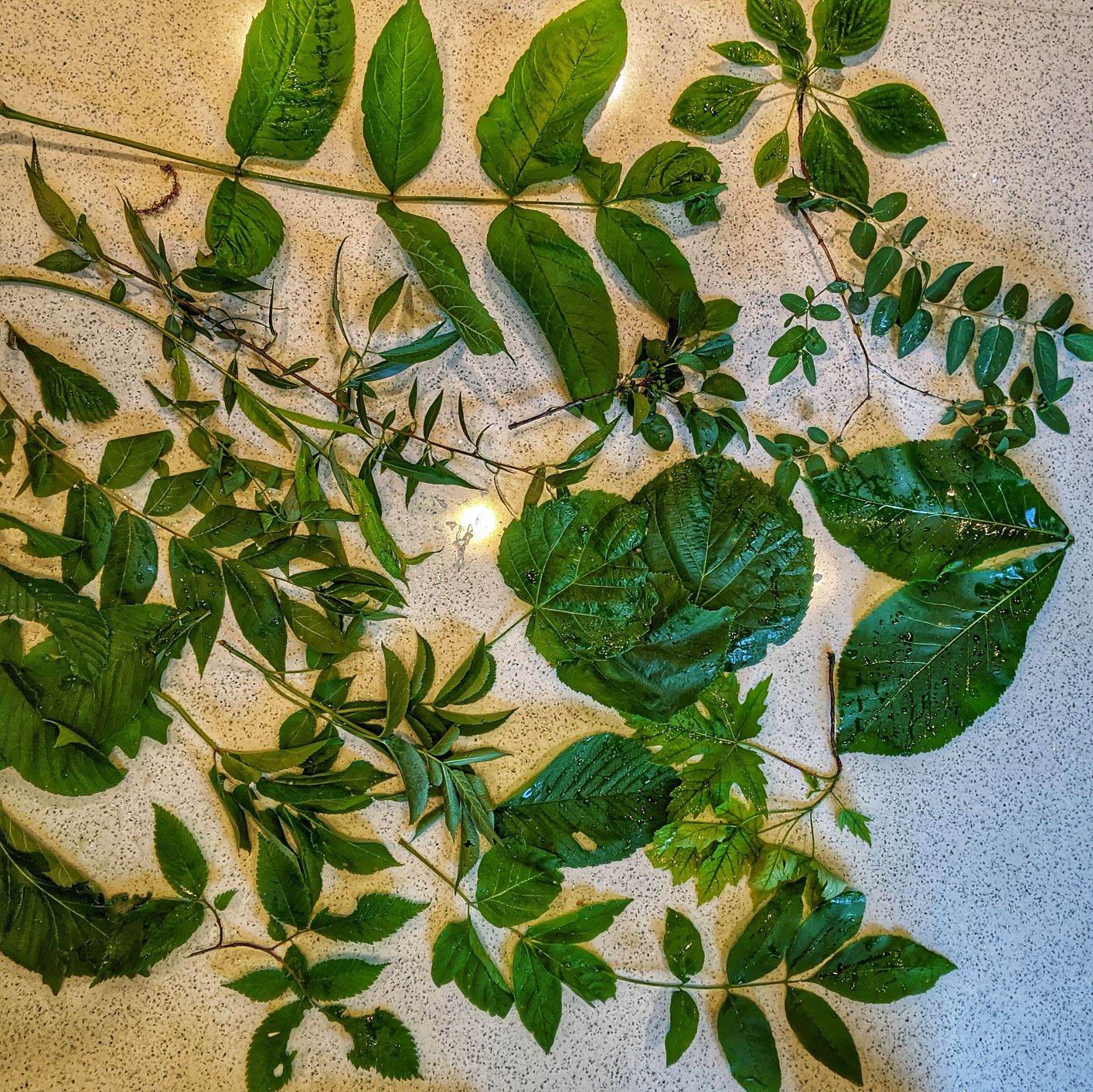 General Garden – Syllepsis