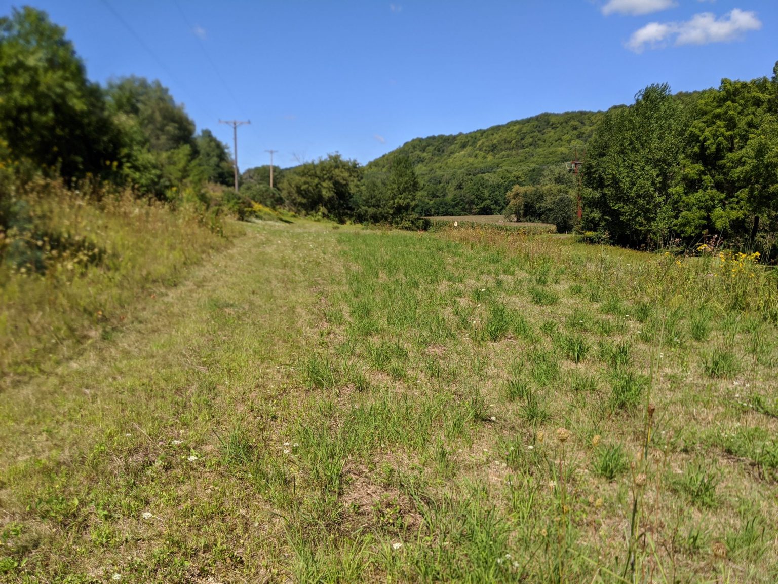 Native Prairie 2020 – Syllepsis
