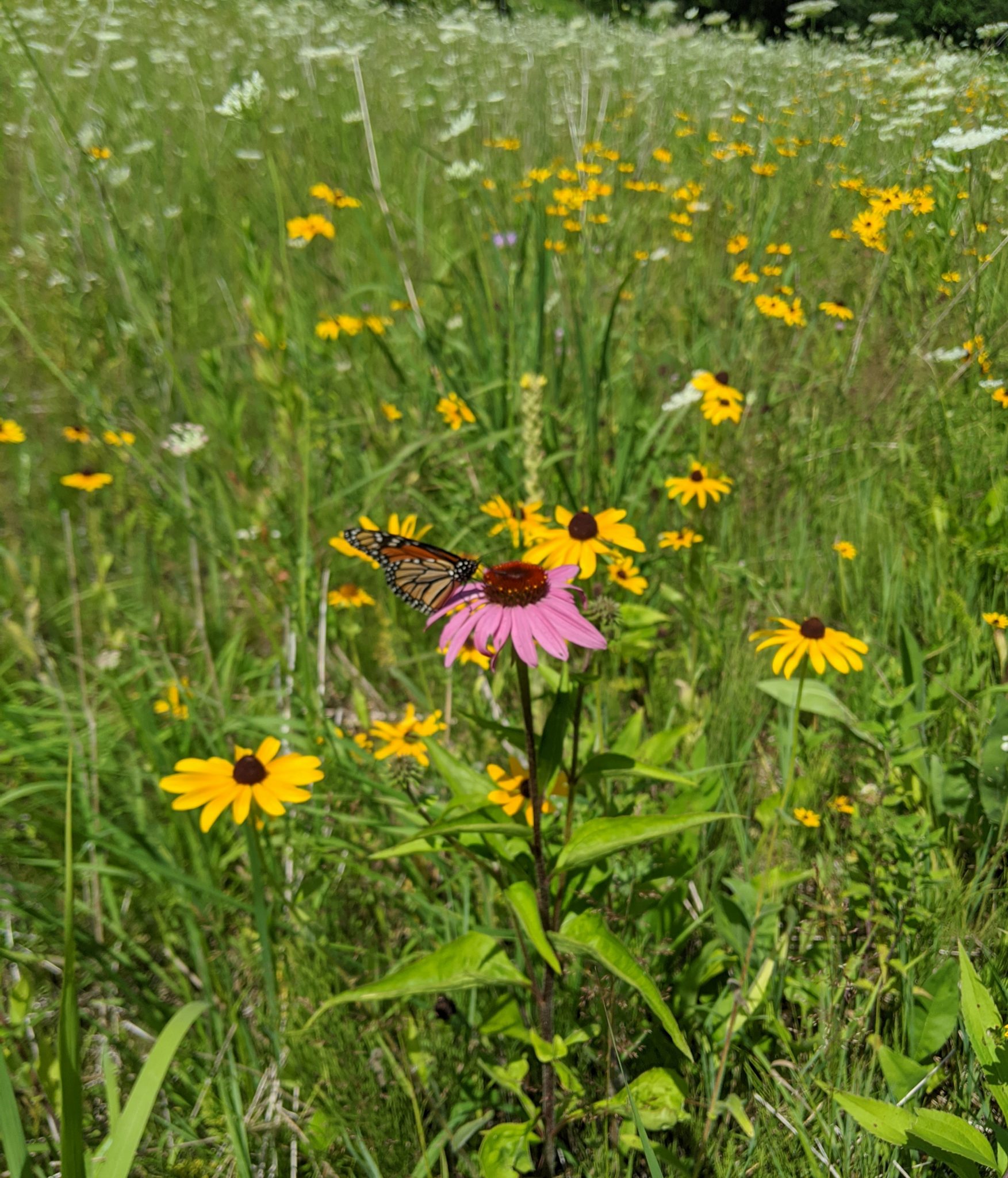 Native Prairie – Syllepsis